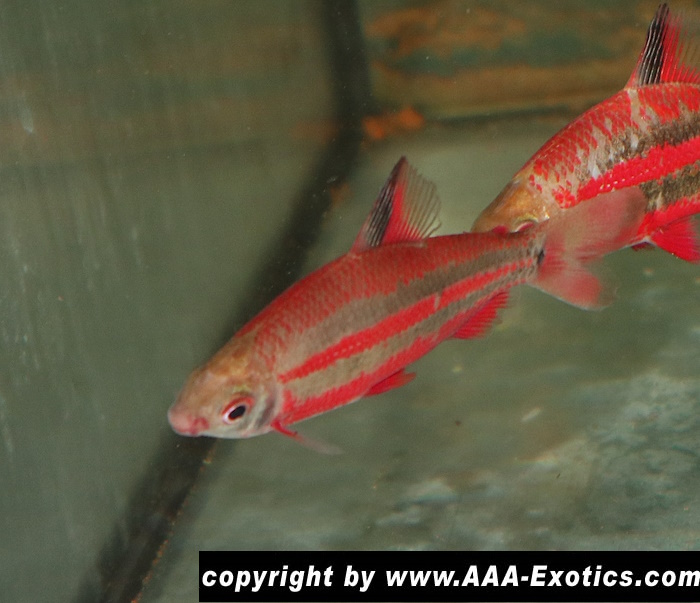 Distichodus sp. Black & Red Lefini River